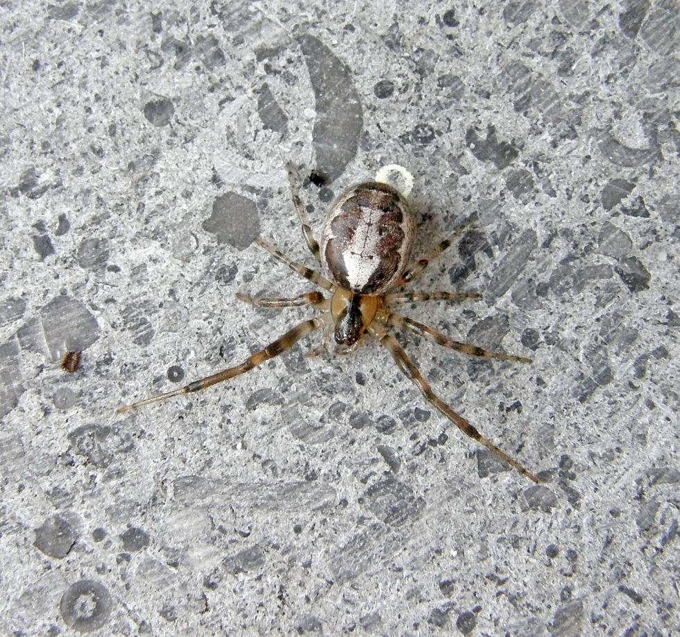 Venstersectorspin - SpiderSpotter