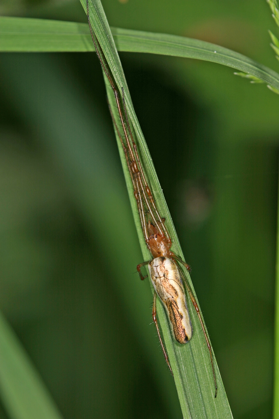 Silver stretch spider - SpiderSpotter